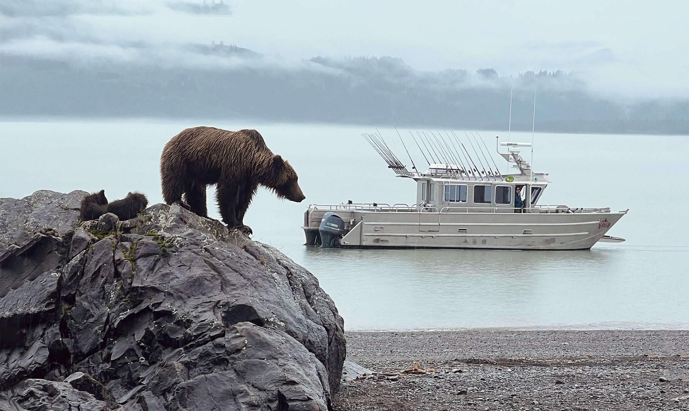 Bear Viewing Alaska - Alaska Bear Viewing